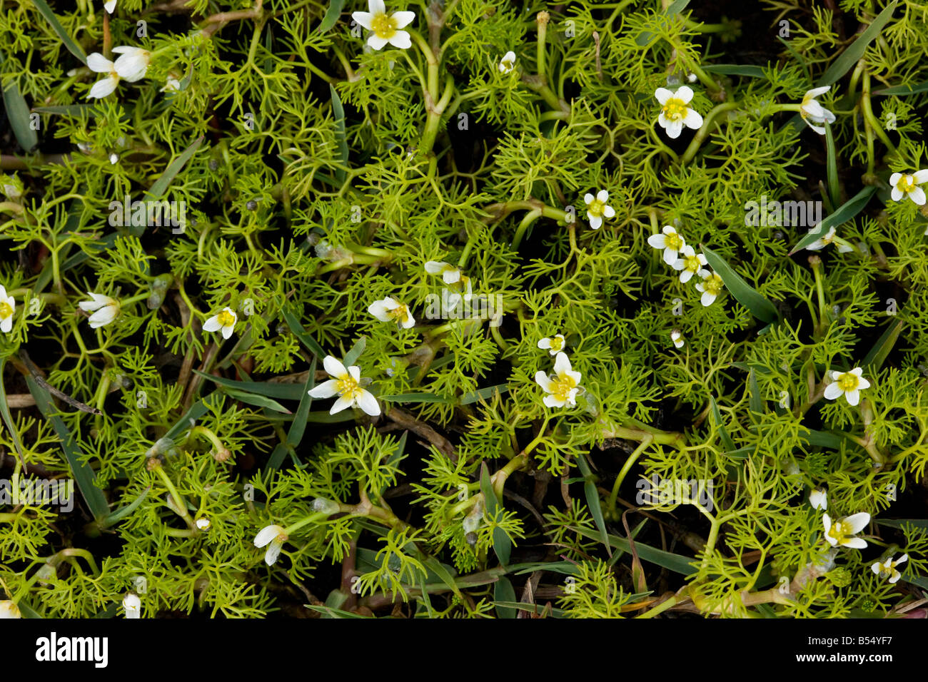 Thread leaved water crowfoot Ranunculus trichophyllus in flower in ...