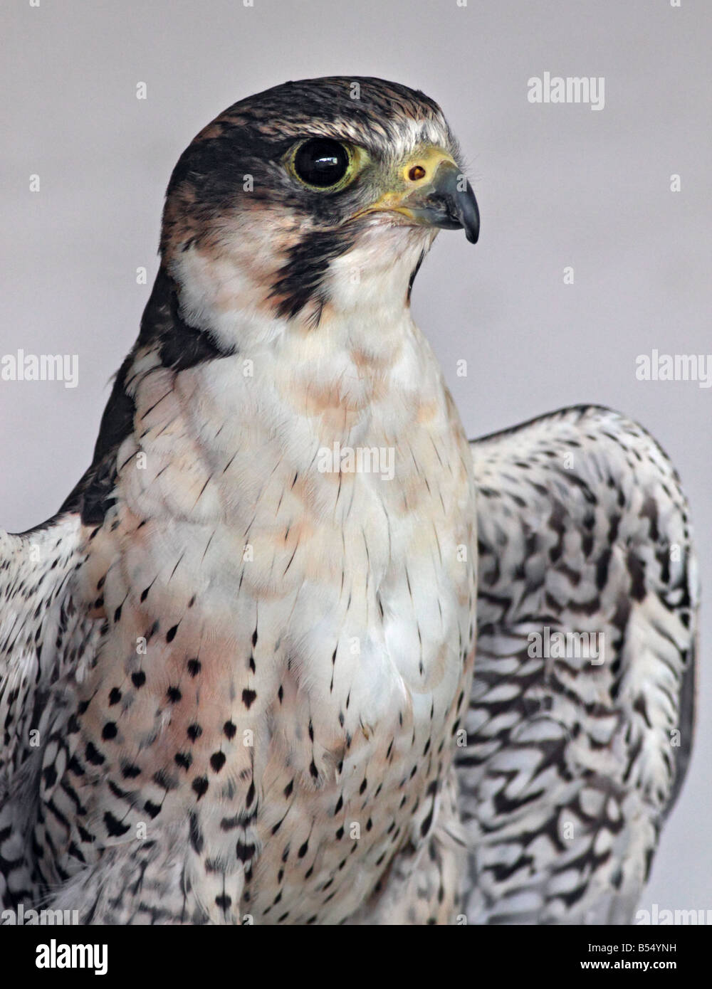 Lanner Falcon (Falco biarmicus Stock Photo - Alamy