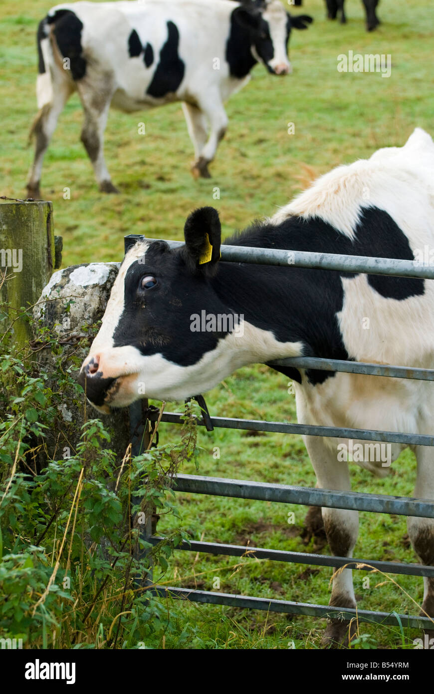 cow with head stuck in metal farm gate Stock Photo - Alamy