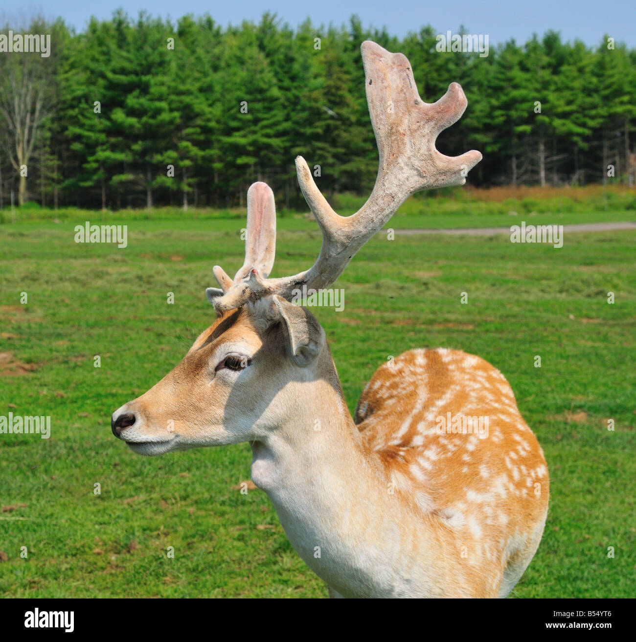 Photograph of the head of Fallow Deer Stock Photo - Alamy