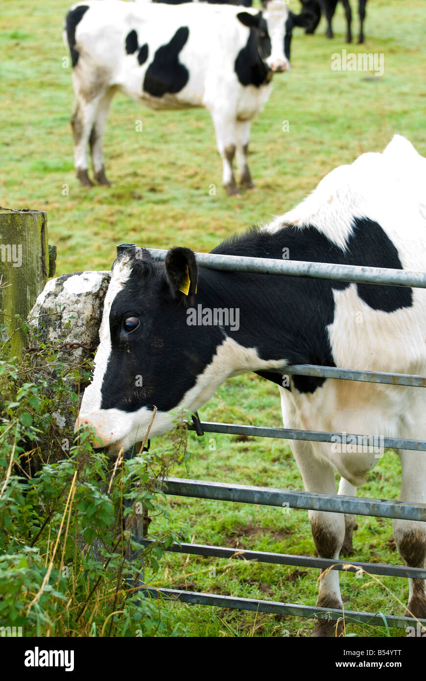 cow with head stuck in metal farm gate Stock Photo - Alamy