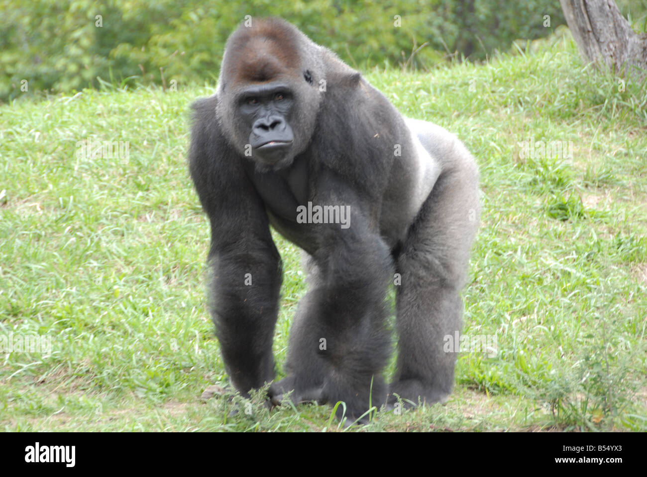 Huge back legs hi-res stock photography and images - Alamy