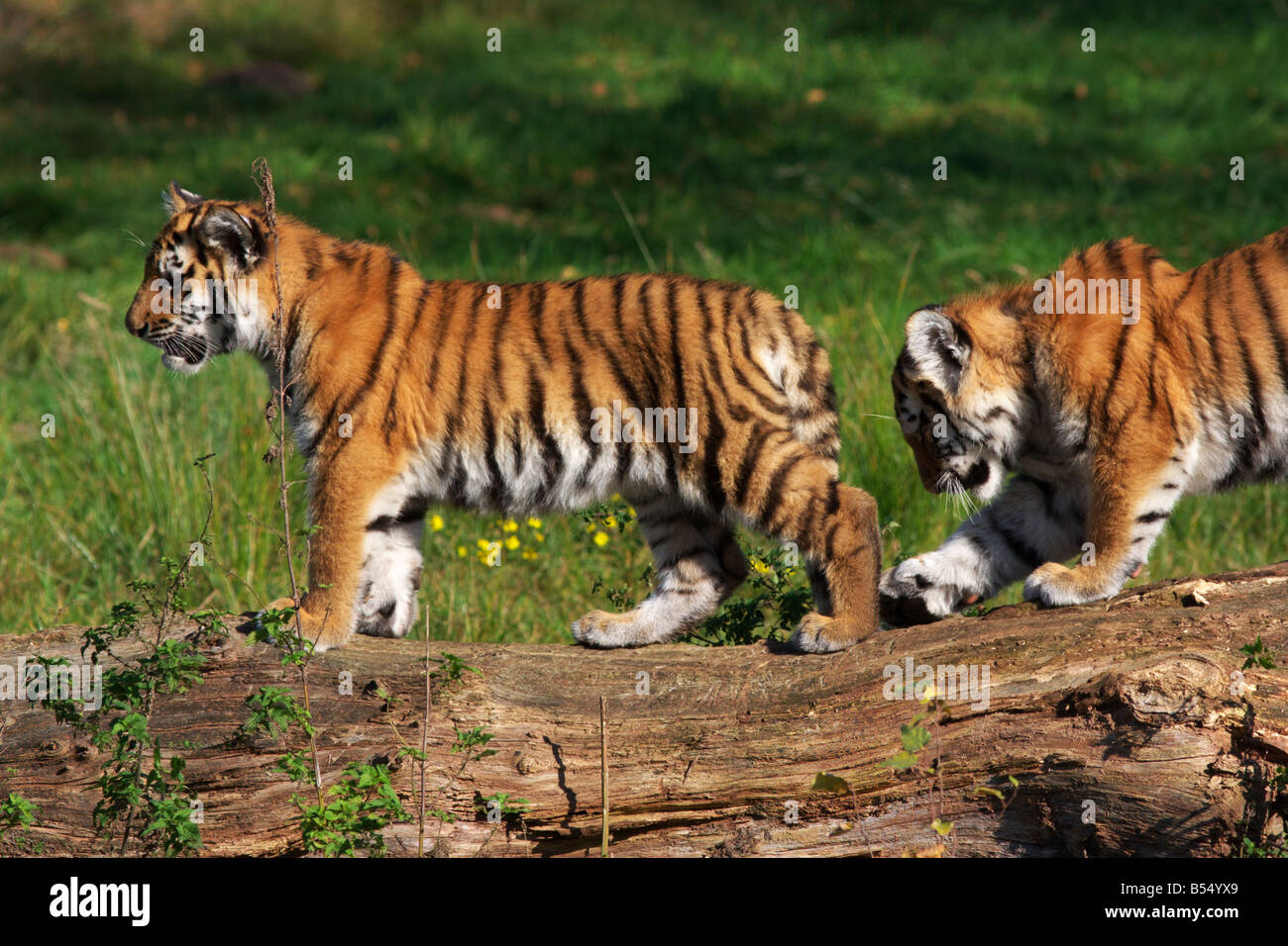 Siberian tiger cubs hi-res stock photography and images - Alamy