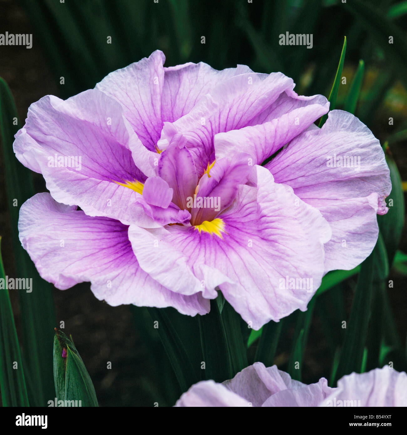 Close up portrait of a Japanese Iris Stock Photo - Alamy