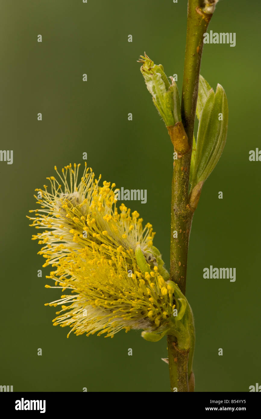 Crack willow salix fragilis hi-res stock photography and images - Alamy