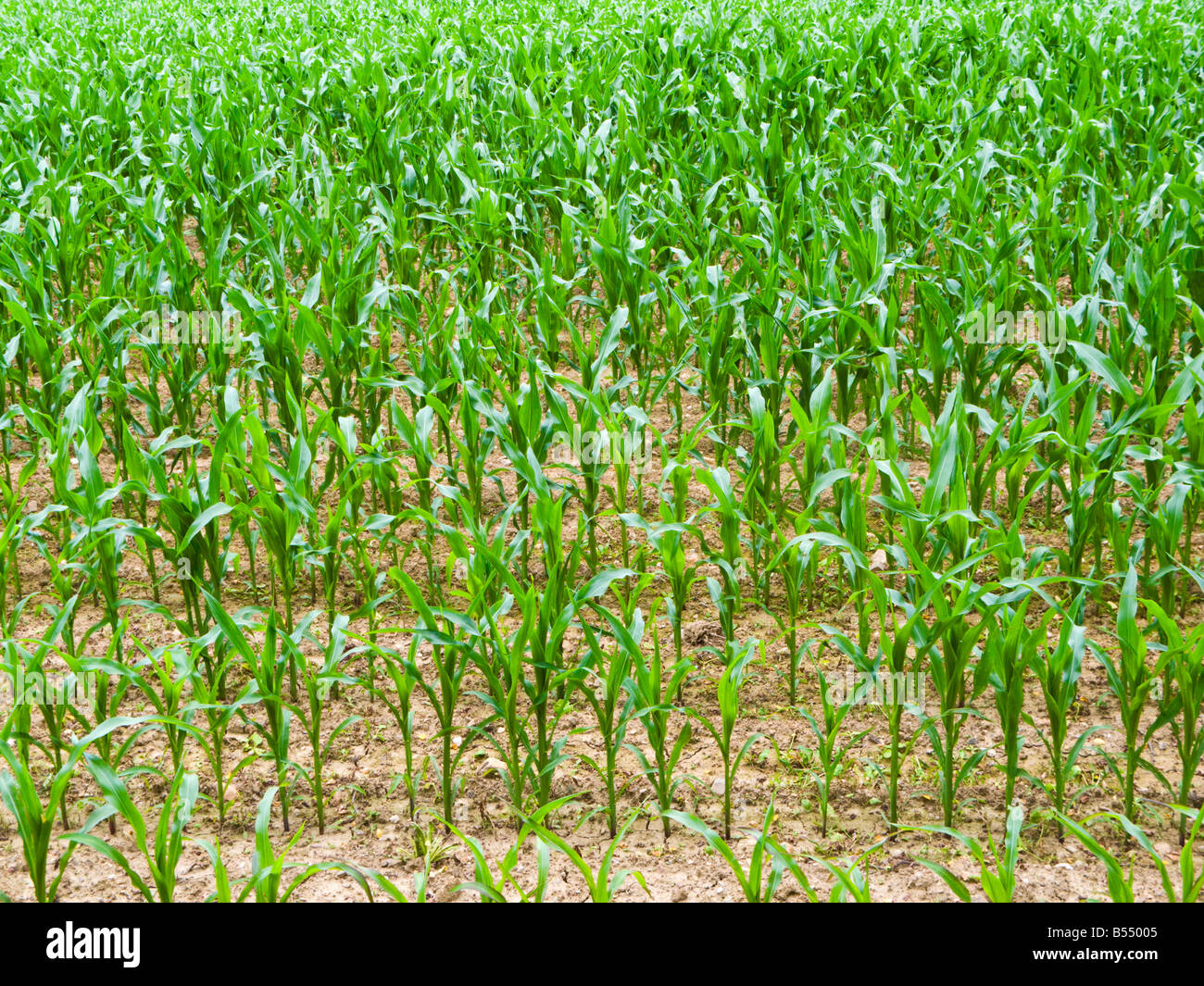 Young new Maize plants in summer growing in a field Stock Photo - Alamy