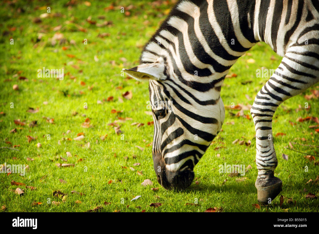 A Zebra grazing in a green grass field Stock Photo - Alamy