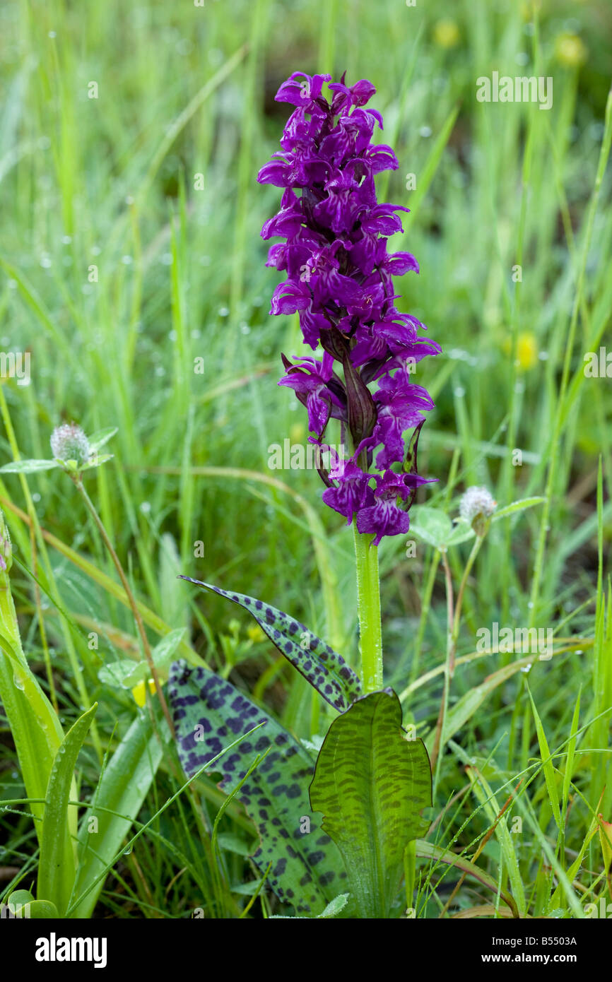 National flower of romania hi-res stock photography and images - Alamy