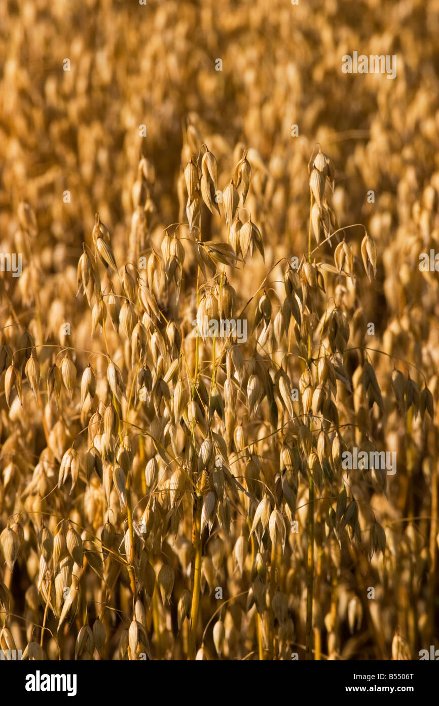 Field of oats hi-res stock photography and images - Alamy
