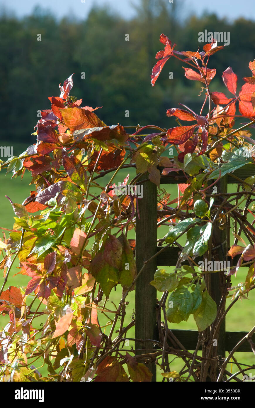 Virginia Creeper On Trellis High Resolution Stock Photography and ...