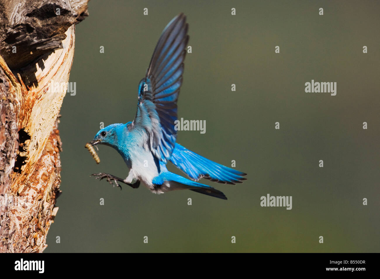 Mountain Bluebird Sialia currucoides male landing at nesting cavity ...