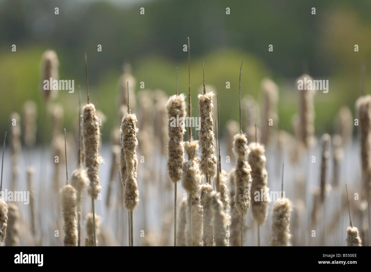 Peaks of otter hi-res stock photography and images - Alamy