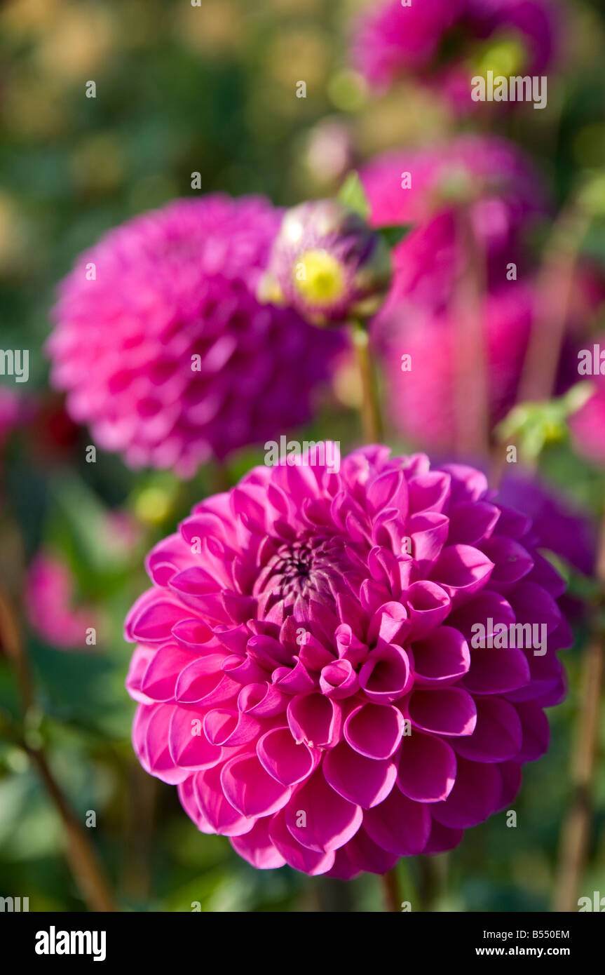 Dahlias (Dahlia hybrida) in English garden Derbyshire UK Stock Photo ...