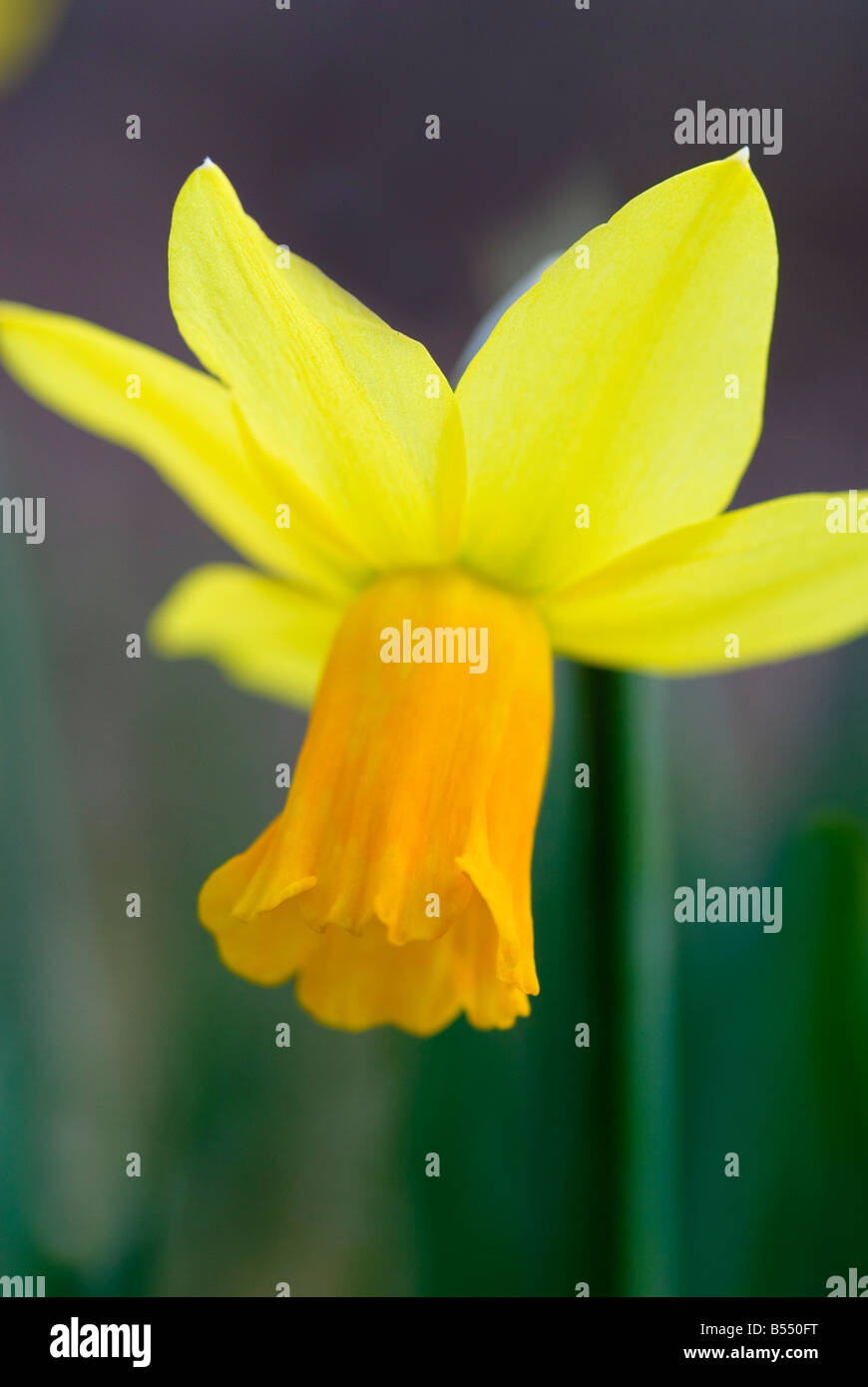 NARCISSUS JETFIRE DAFFODIL Stock Photo - Alamy