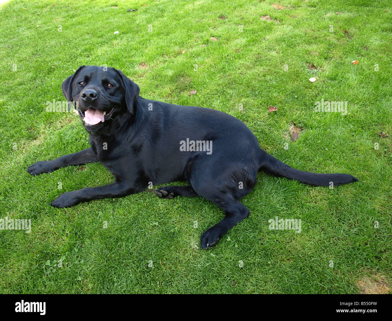 Black Labrador Retriever Dog. Resting after exercise. Panting, Handsome ...