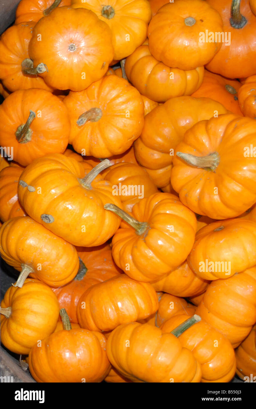 Parade of pumpkins hi-res stock photography and images - Alamy