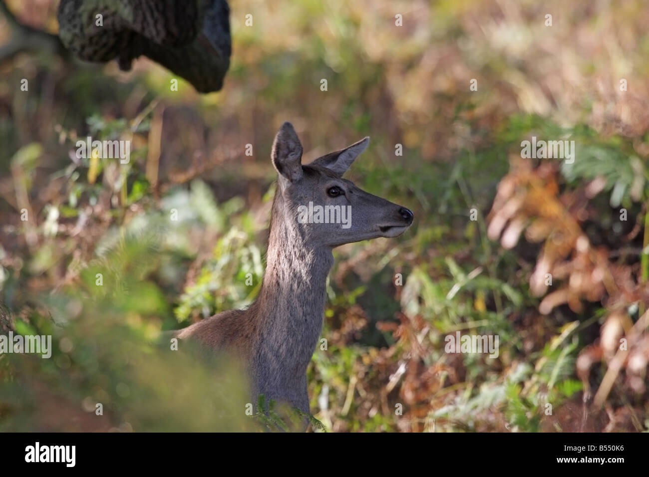 Deer uk autumn doe hi-res stock photography and images - Alamy