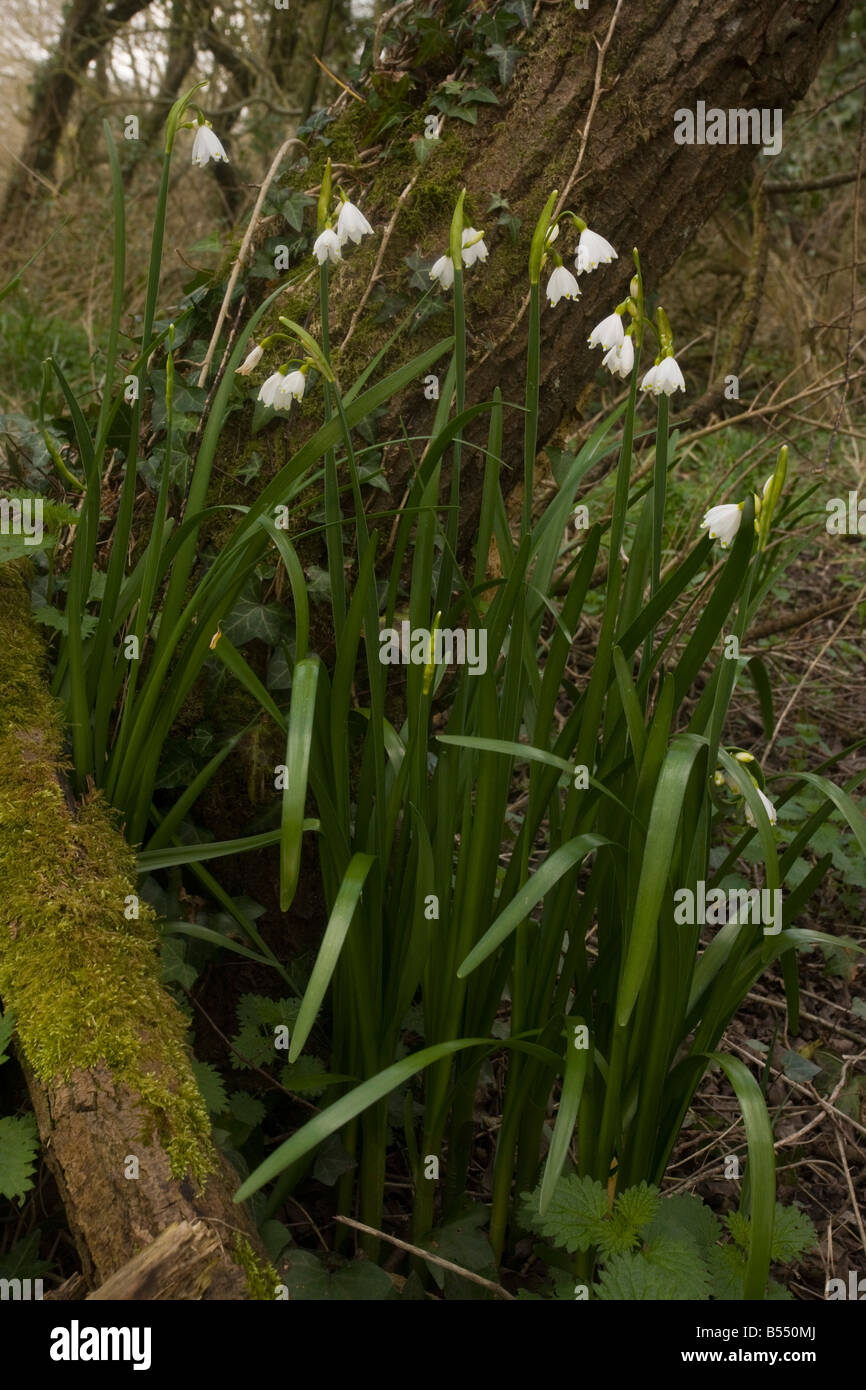 Piddle Valley Dorset High Resolution Stock Photography and Images - Alamy