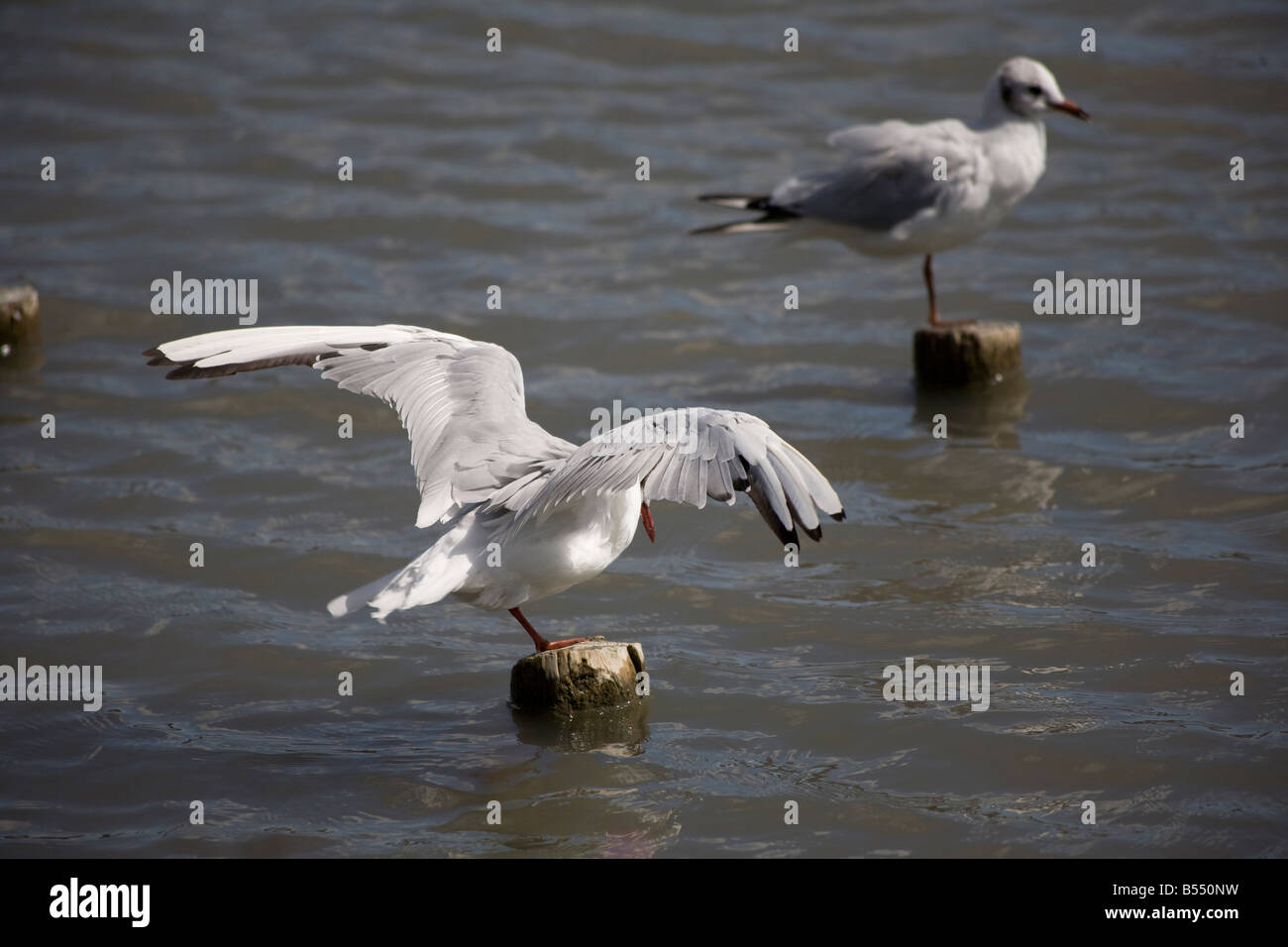 bird flapping its wings Stock Photo - Alamy