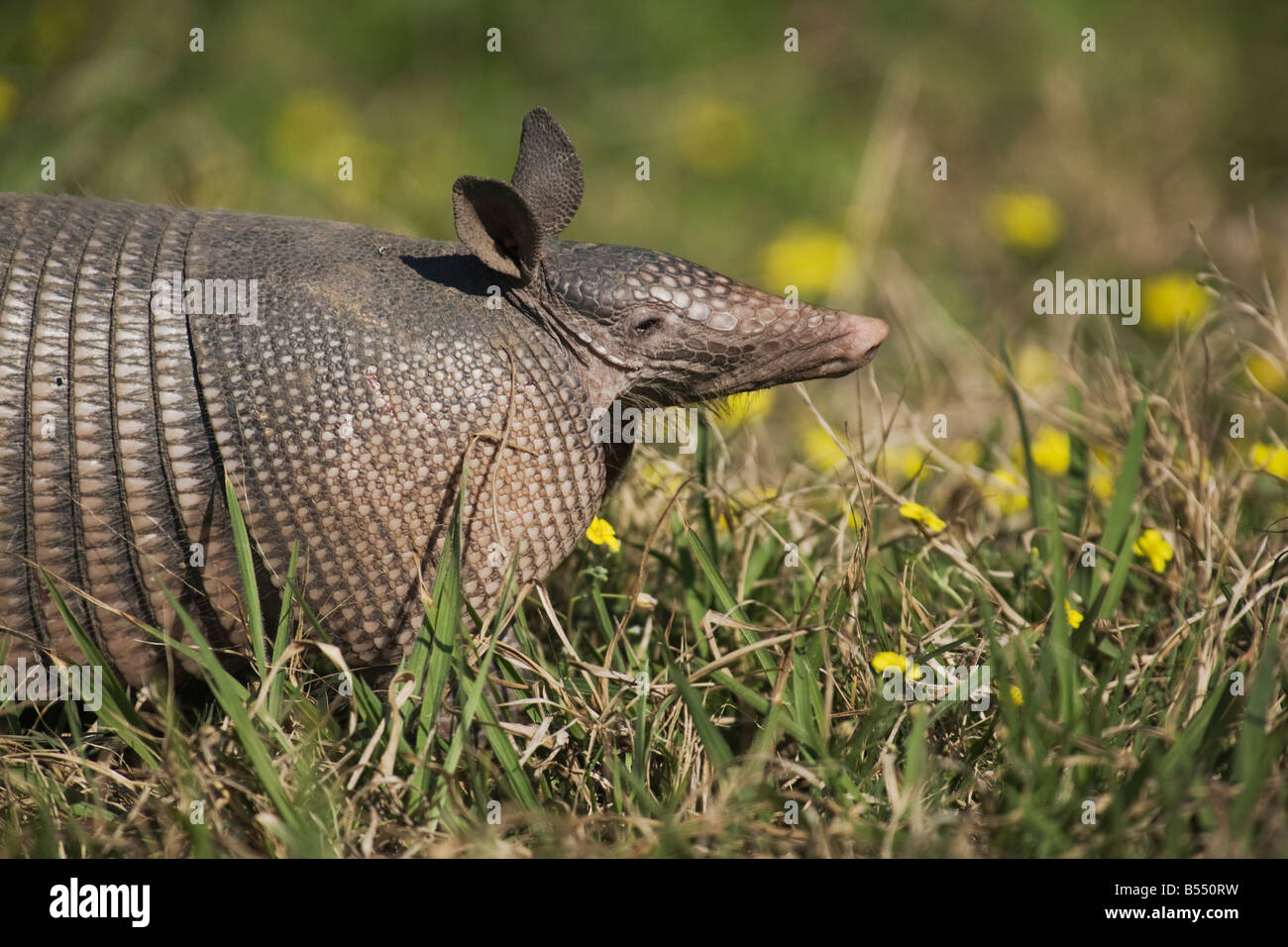 Nine banded armadillo dasypus novemcinctus adult hi-res stock ...