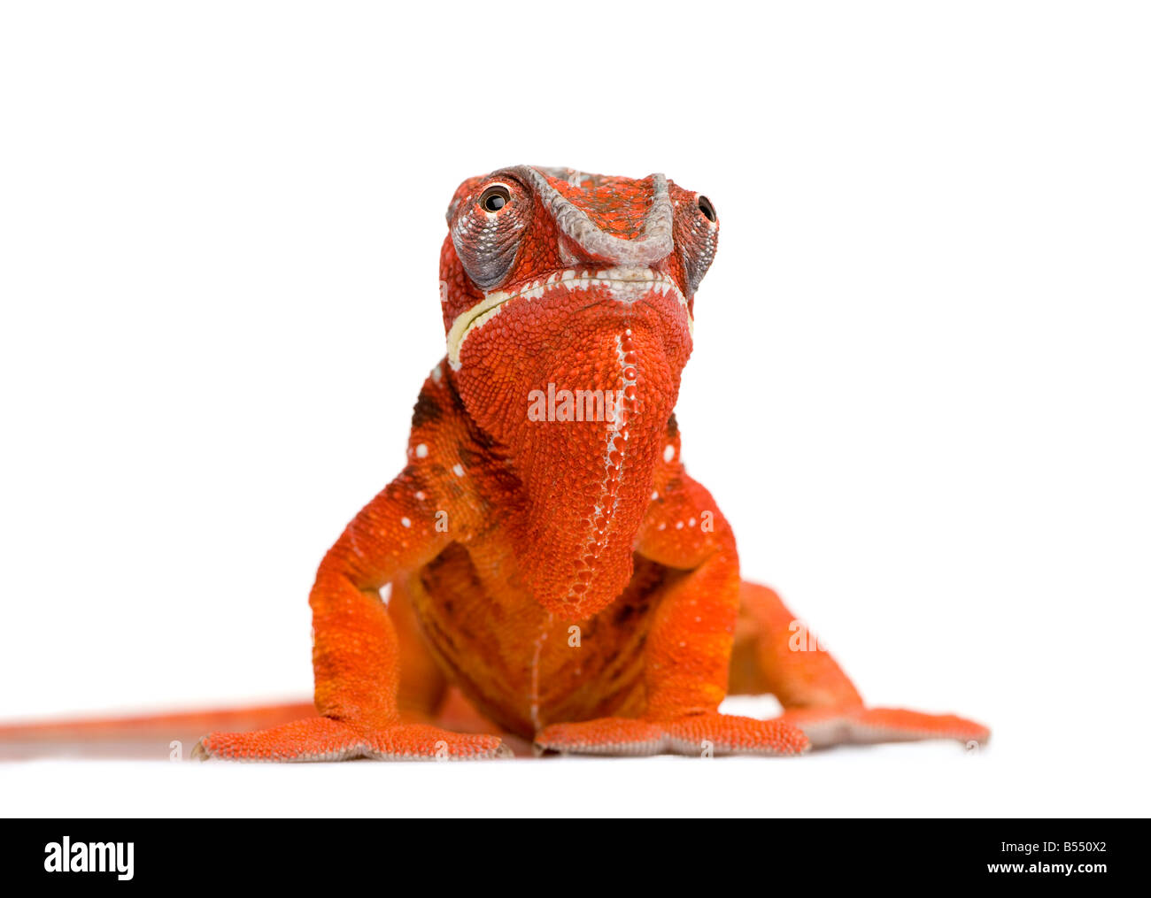 Chameleon Furcifer Pardalis Sambava 2 years in front of a white ...