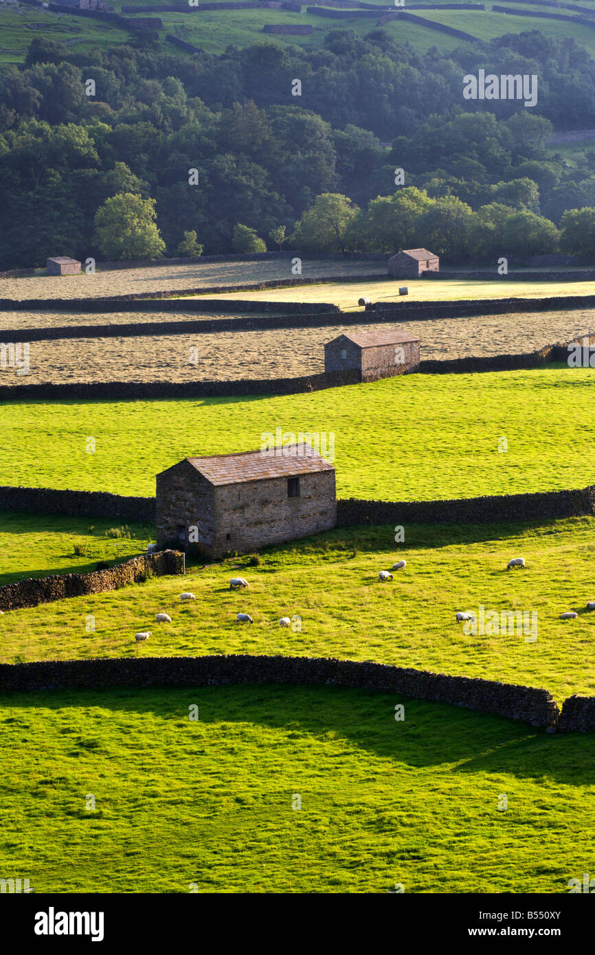 Field Barns Gunnerside Swaledale Yorkshire Dales England Stock Photo ...