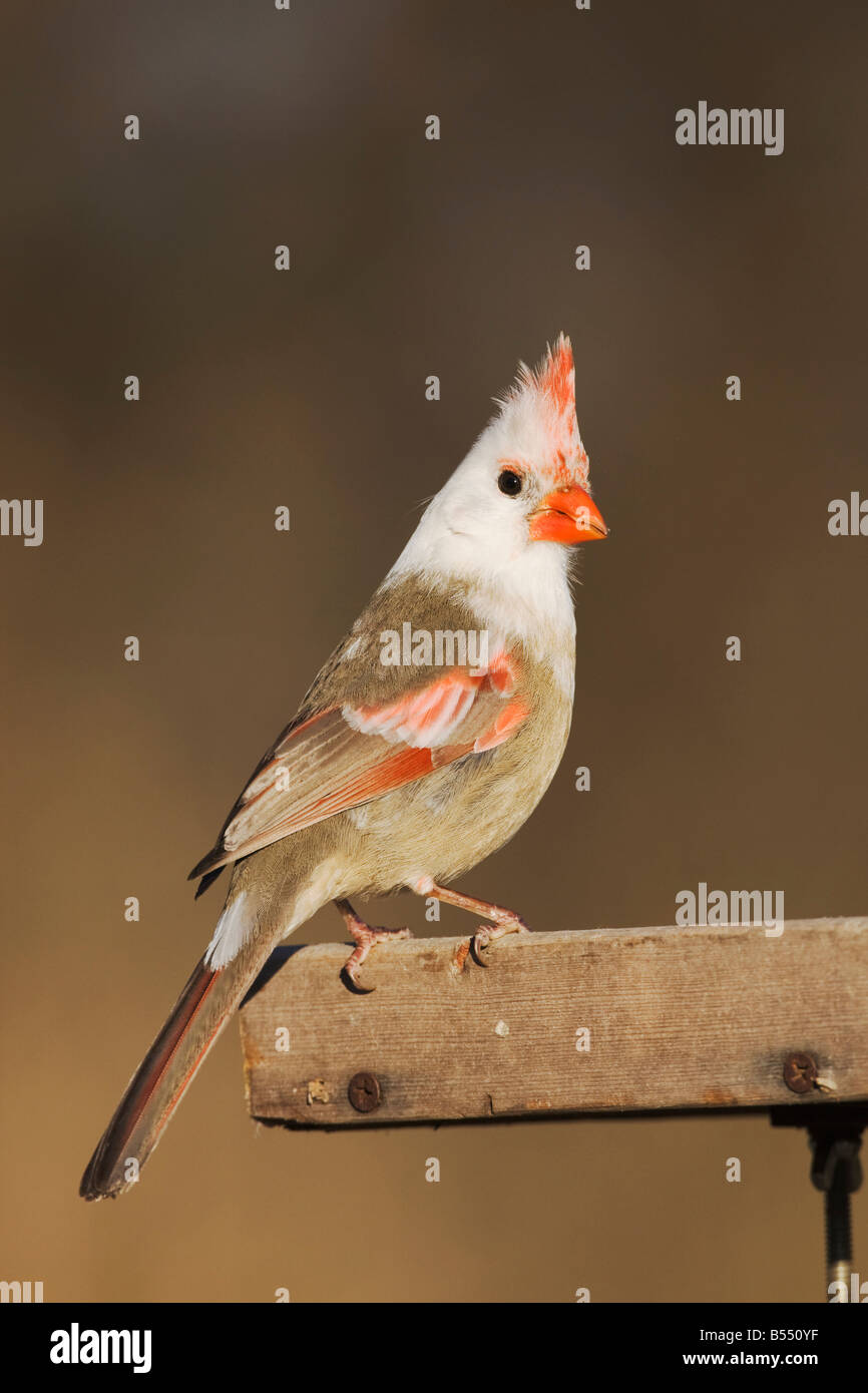 Northern Cardinal Cardinalis cardinalis leucistic female perched on ...