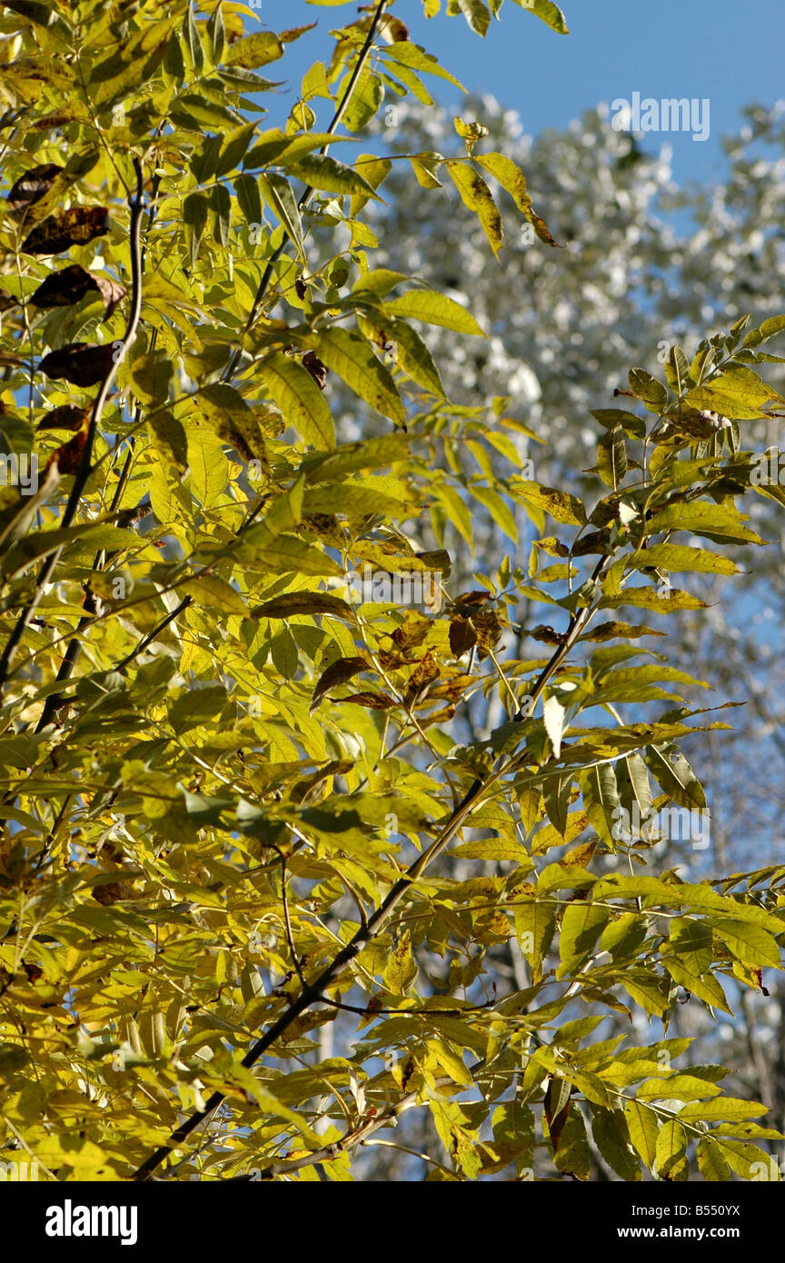 White ash trees hi-res stock photography and images - Alamy