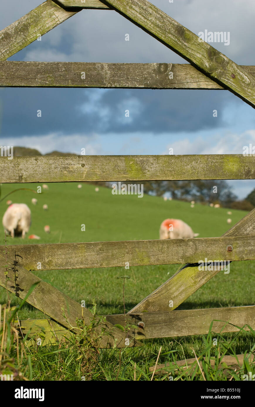 wooden five bar farm gate Stock Photo - Alamy