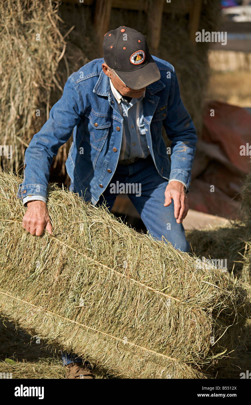 Hay bailing demonstration with a belt driven hay press during steam ...