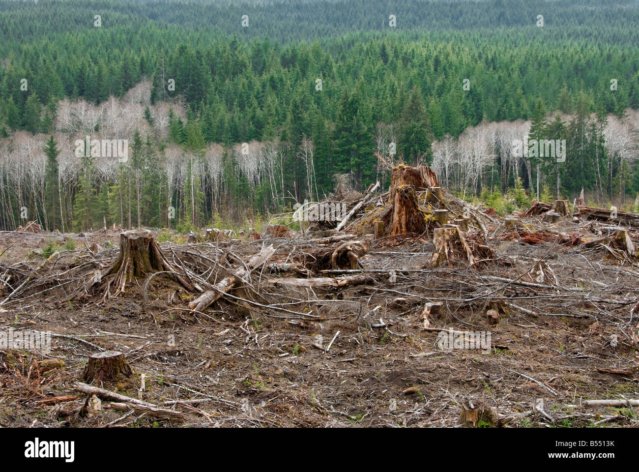 Forest clear cutting is process in which loggers remove 100 percent of ...