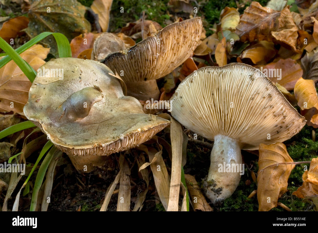 Milk white Russula Russula delica Stock Photo - Alamy