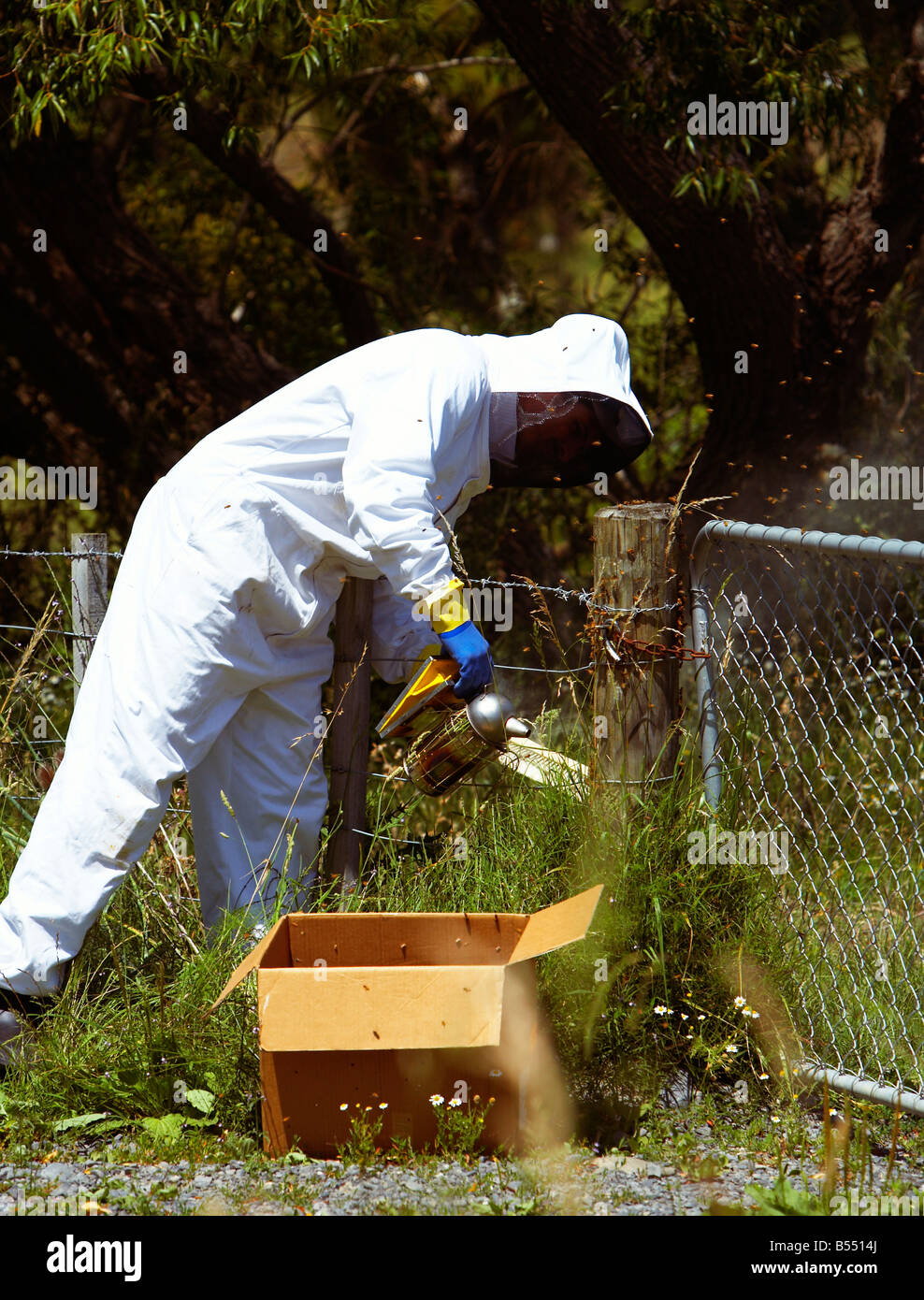 Beekeeper removing honey bee swarm on fence post in the summer Stock ...