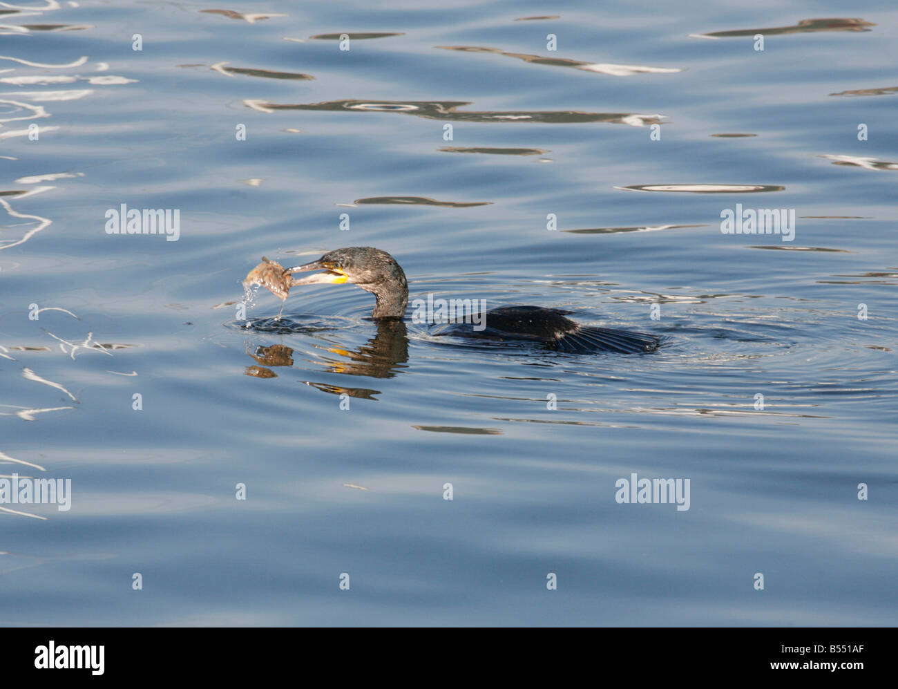 Cormorant beak hi-res stock photography and images - Alamy