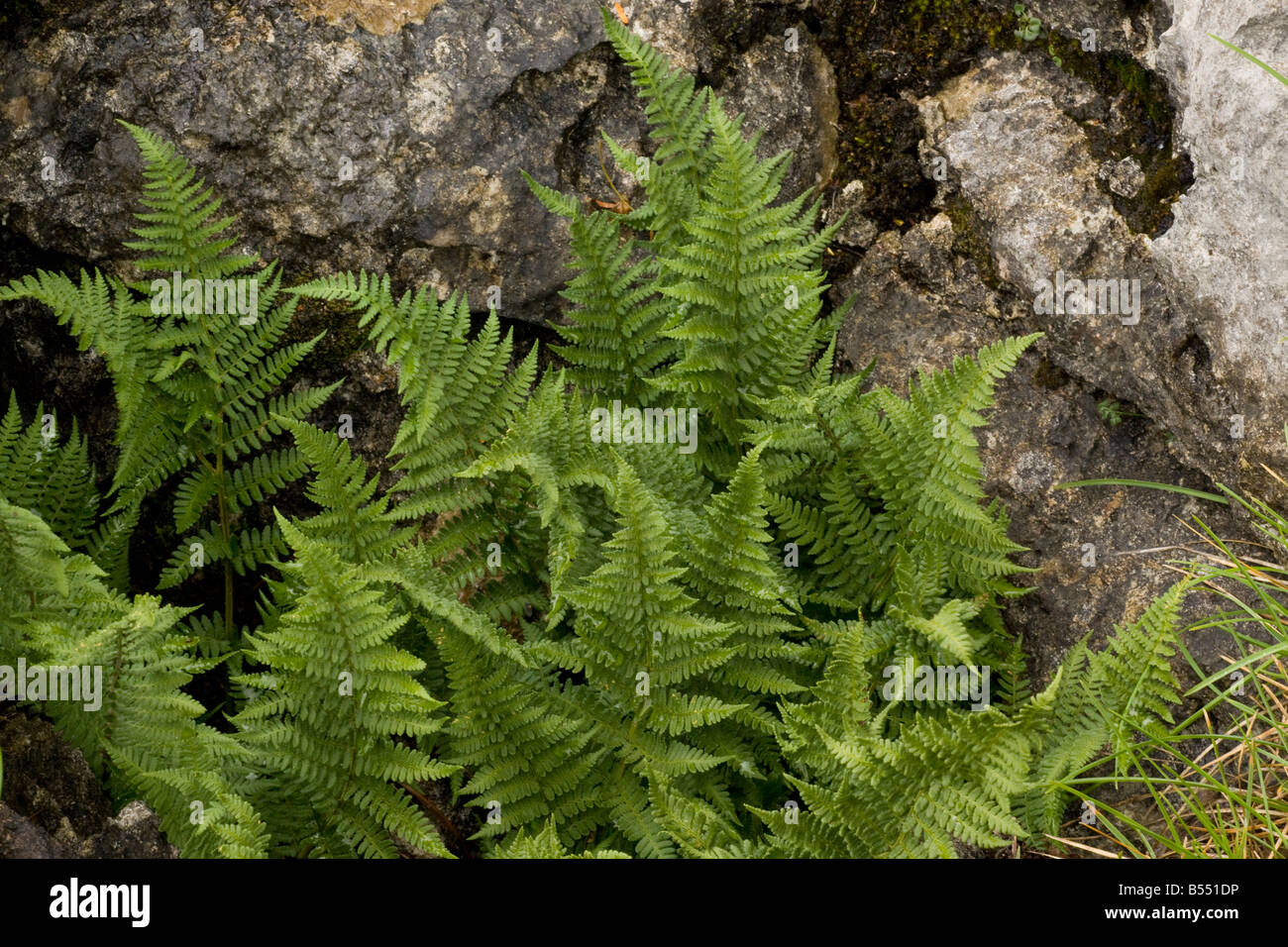 Rigid Buckler Fern Dryopteris submontana D villarii ssp montana on ...
