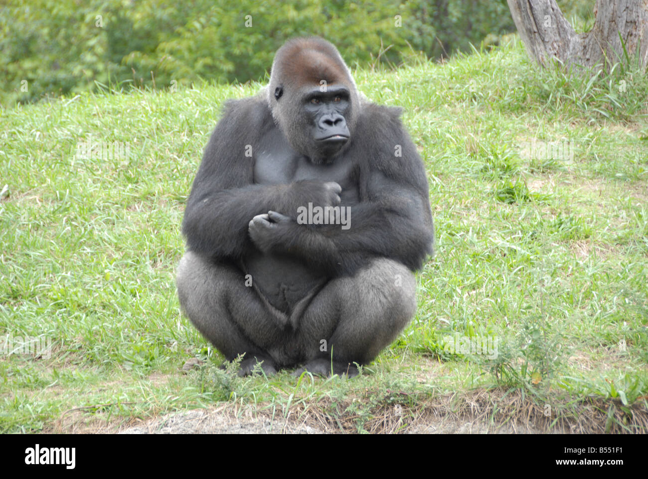 Gorilla back legs hi-res stock photography and images - Alamy