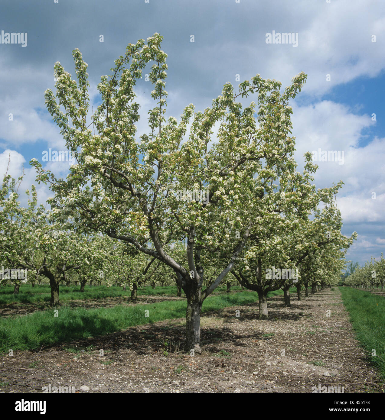 Pyrus communis hi-res stock photography and images - Alamy