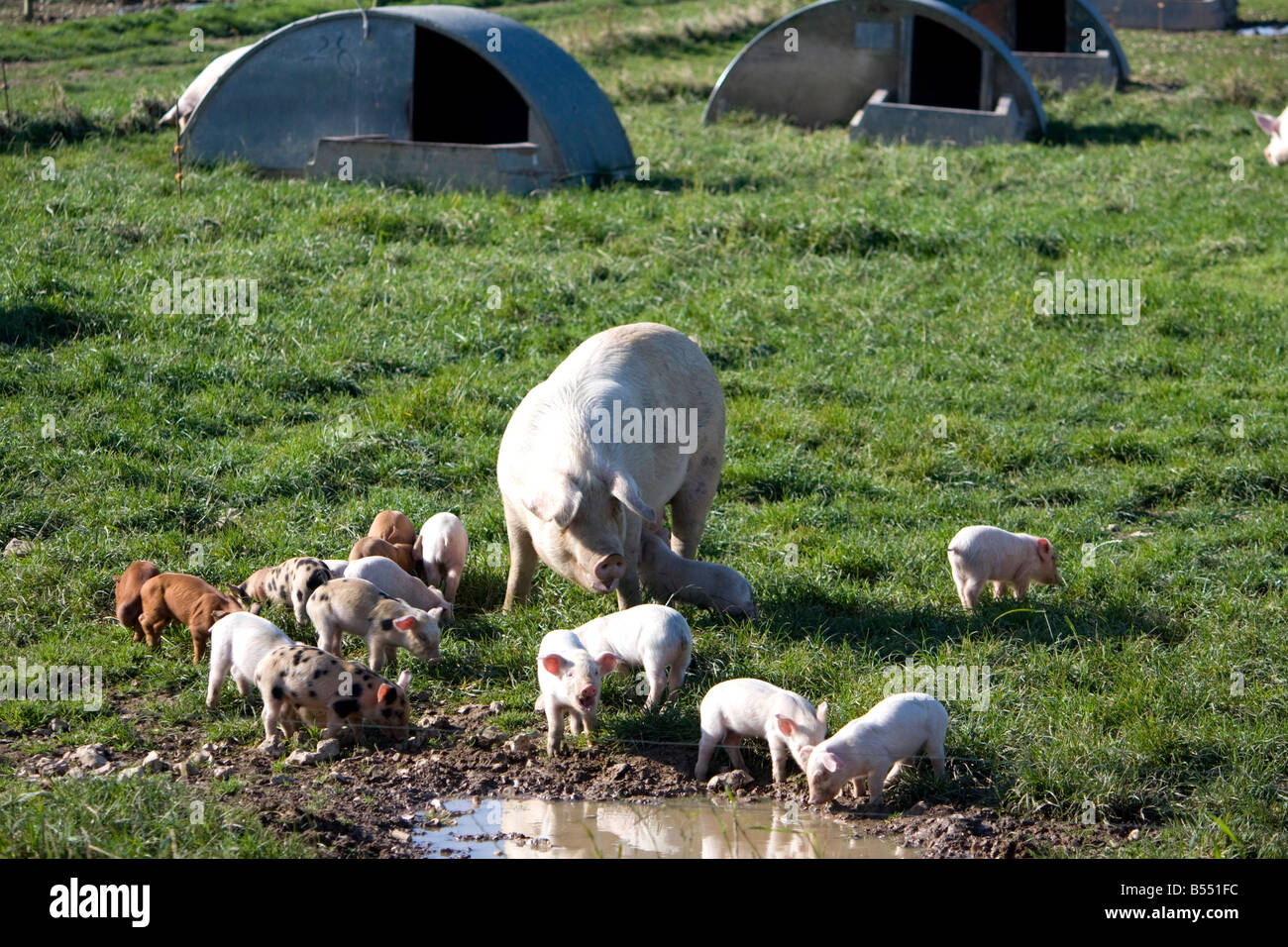 Pig farming, Seaton, Devon Stock Photo - Alamy