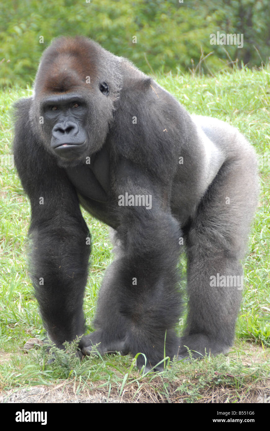 Gorilla biology hi-res stock photography and images - Alamy