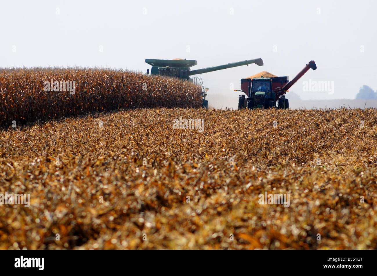 A combine harvests a field of ripe corn in autumn and a tractor pulling ...
