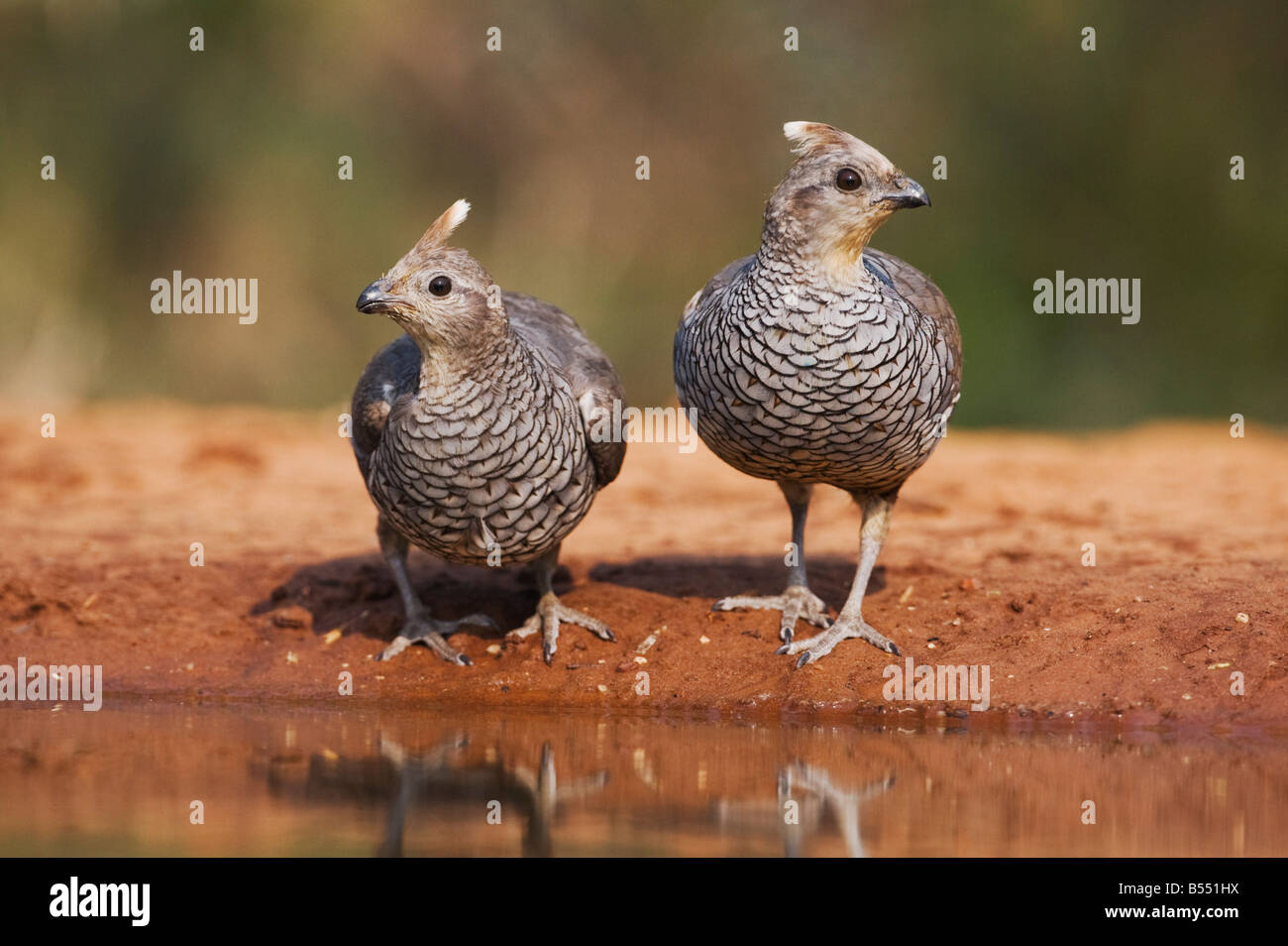 Scaled Quail Callipepla squamata pair drinking Rio Grande Valley Texas ...