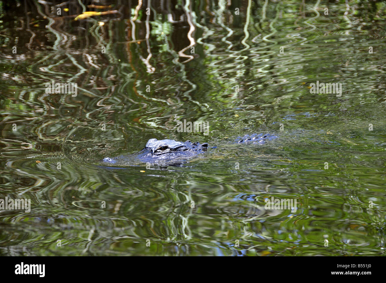 Alligator swimming hi-res stock photography and images - Alamy