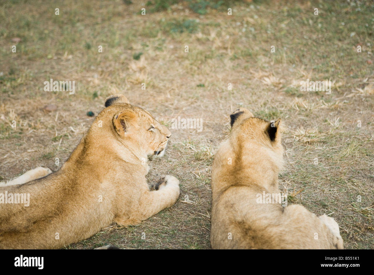 Lion cubs playing in the bush, Gauteng, South Africa Stock Photo - Alamy