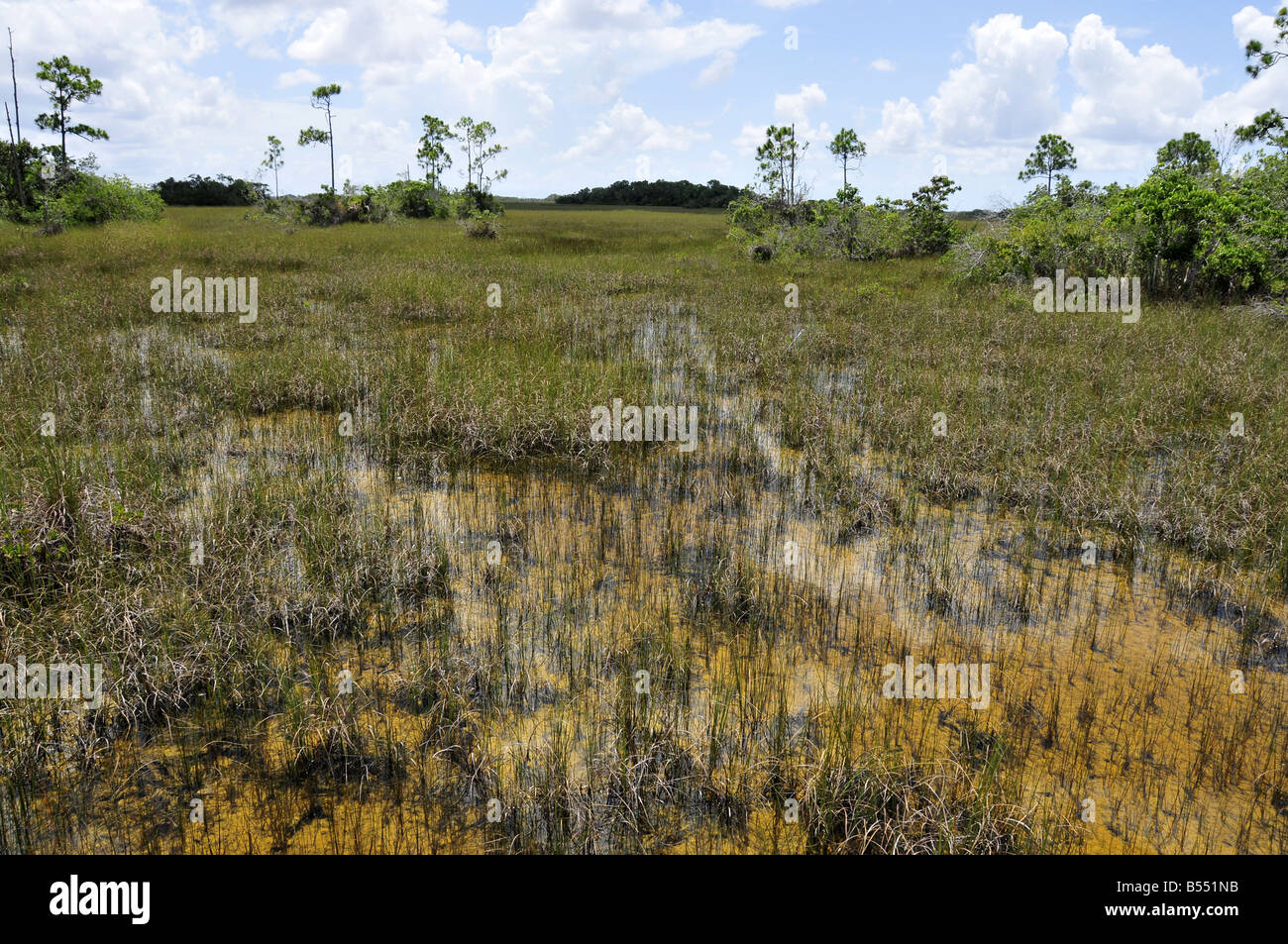 everglades national park florida Sawgrass and wetland Stock Photo - Alamy