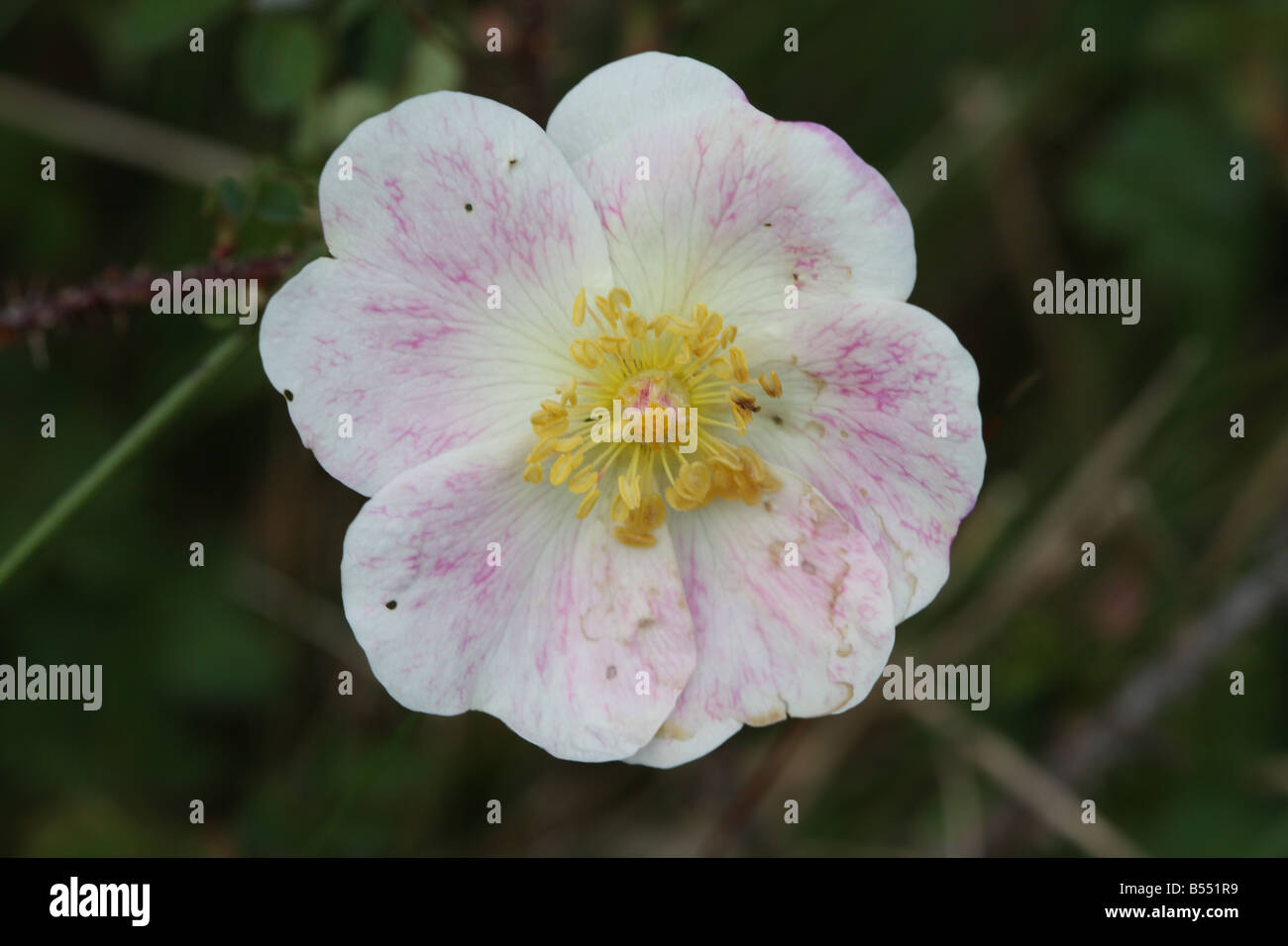 BURNET ROSE Rosa pimpinellifolia CLOSE UP OF FLOWER Stock Photo - Alamy
