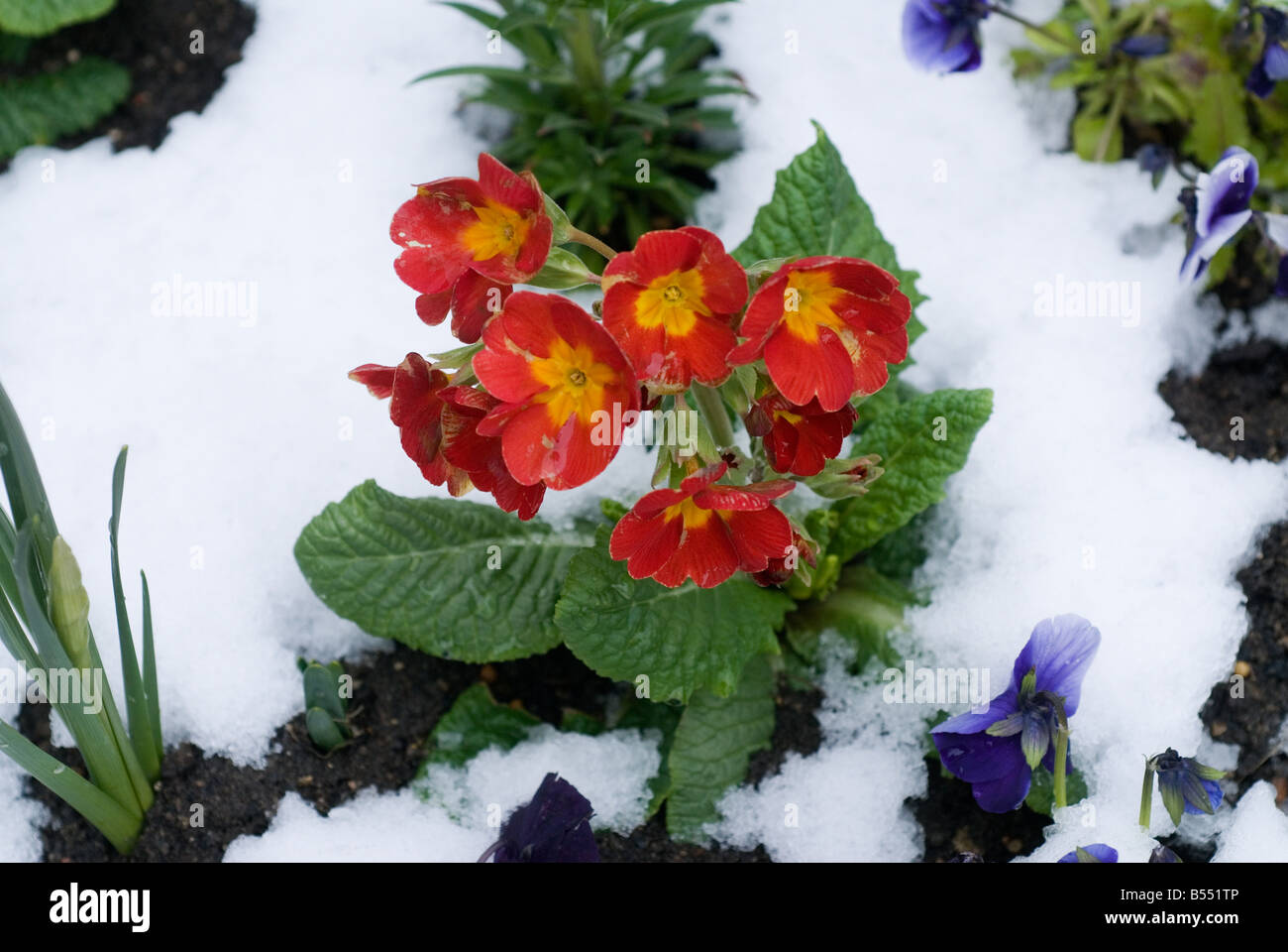 Daisy In Snow High Resolution Stock Photography and Images - Alamy