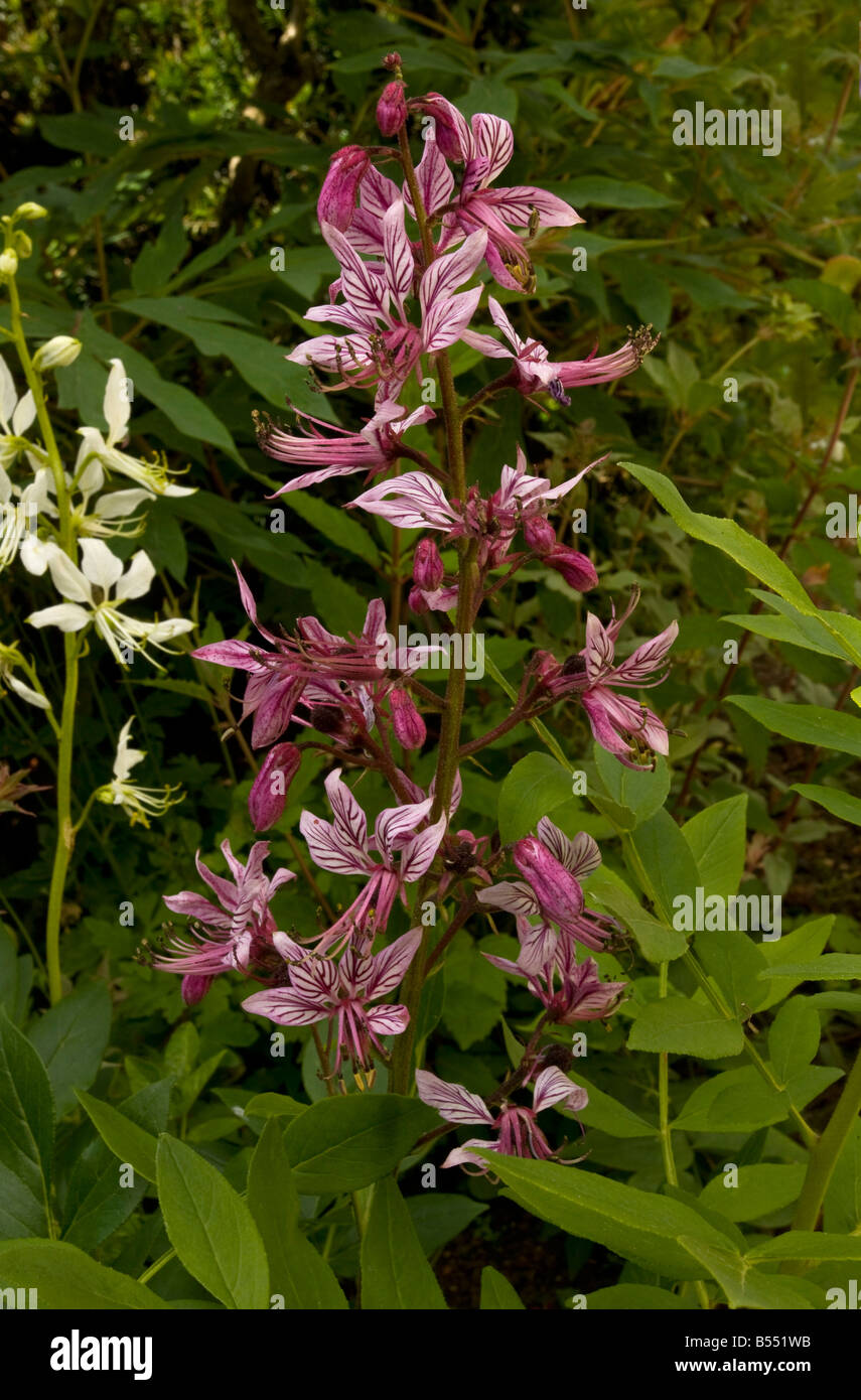Burning Bush Dictamnus albus Stock Photo - Alamy