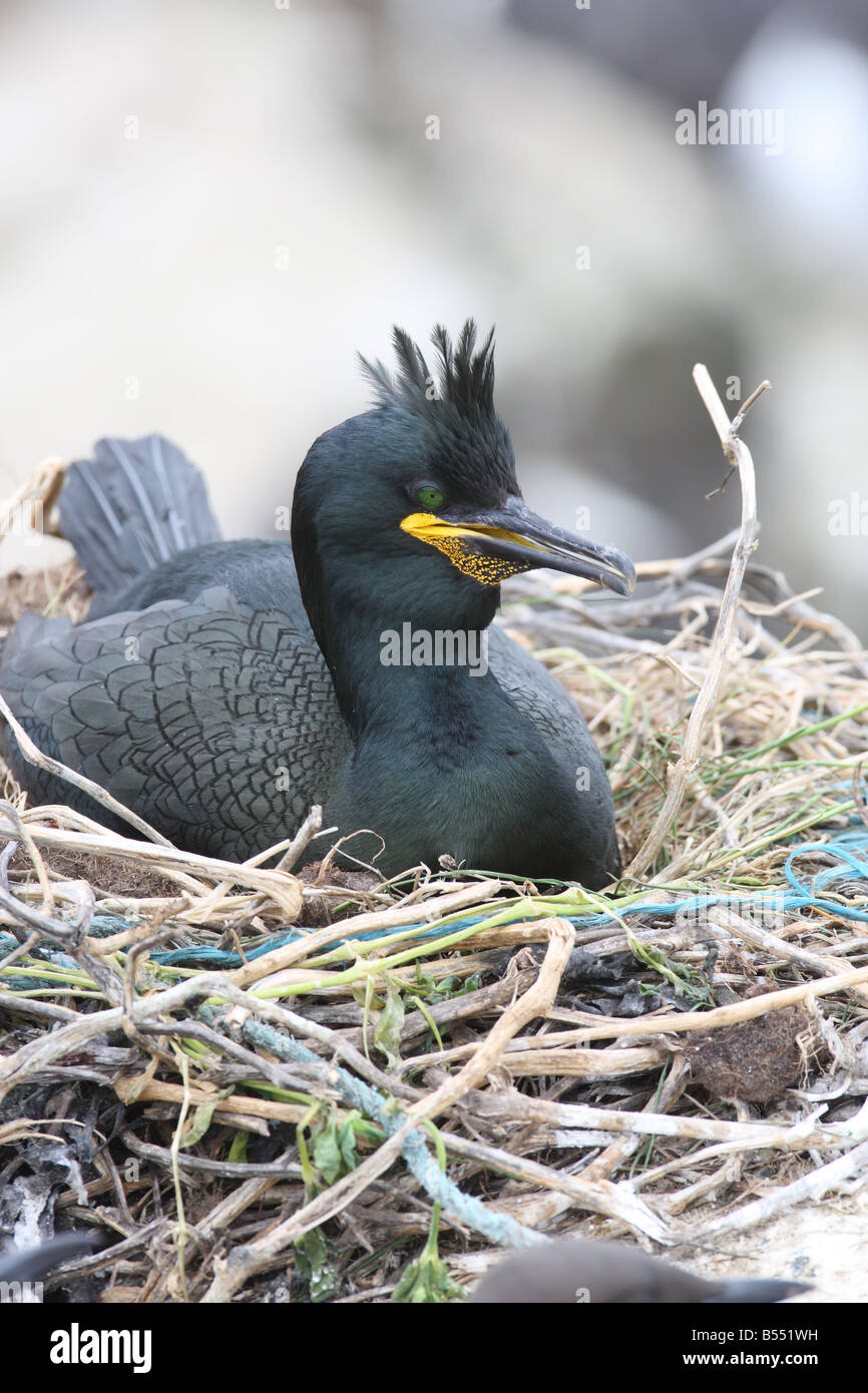 Shag nest hi-res stock photography and images - Alamy