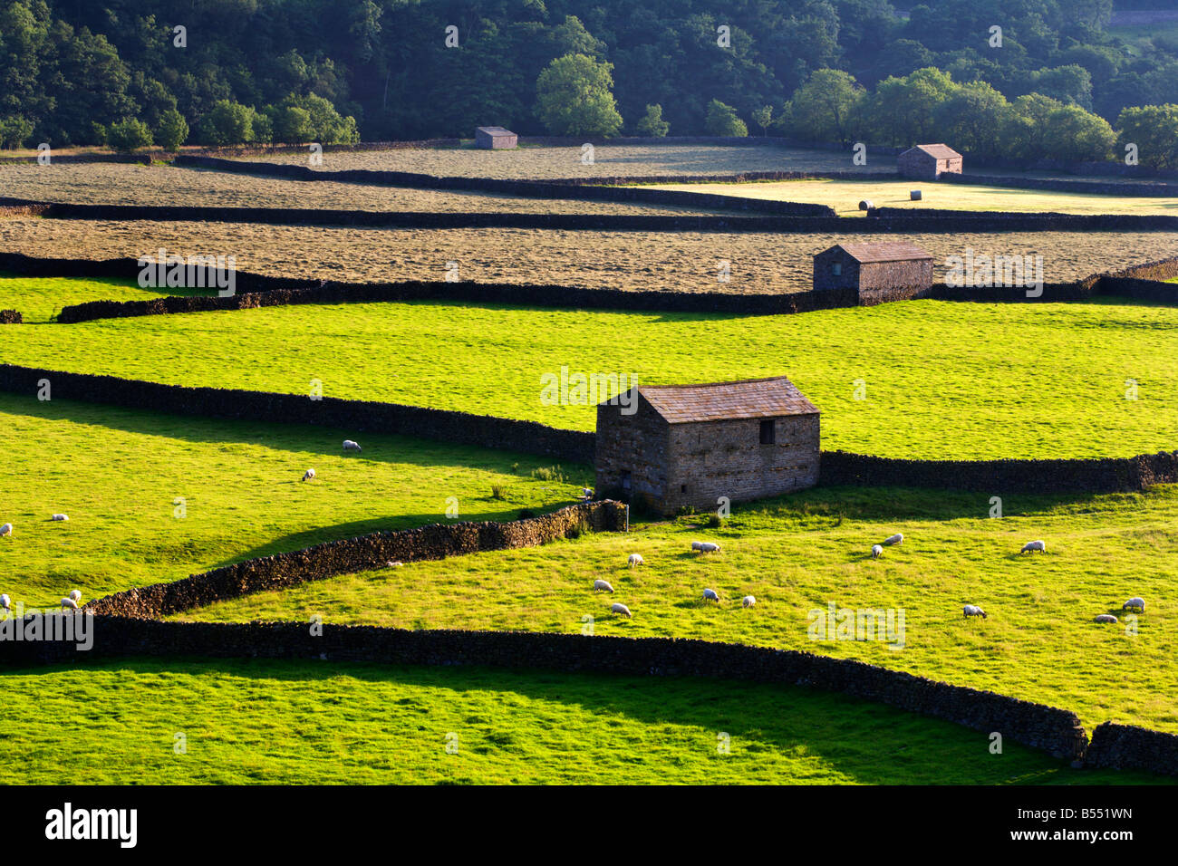 Field Barns Gunnerside Swaledale Yorkshire Dales England Stock Photo ...