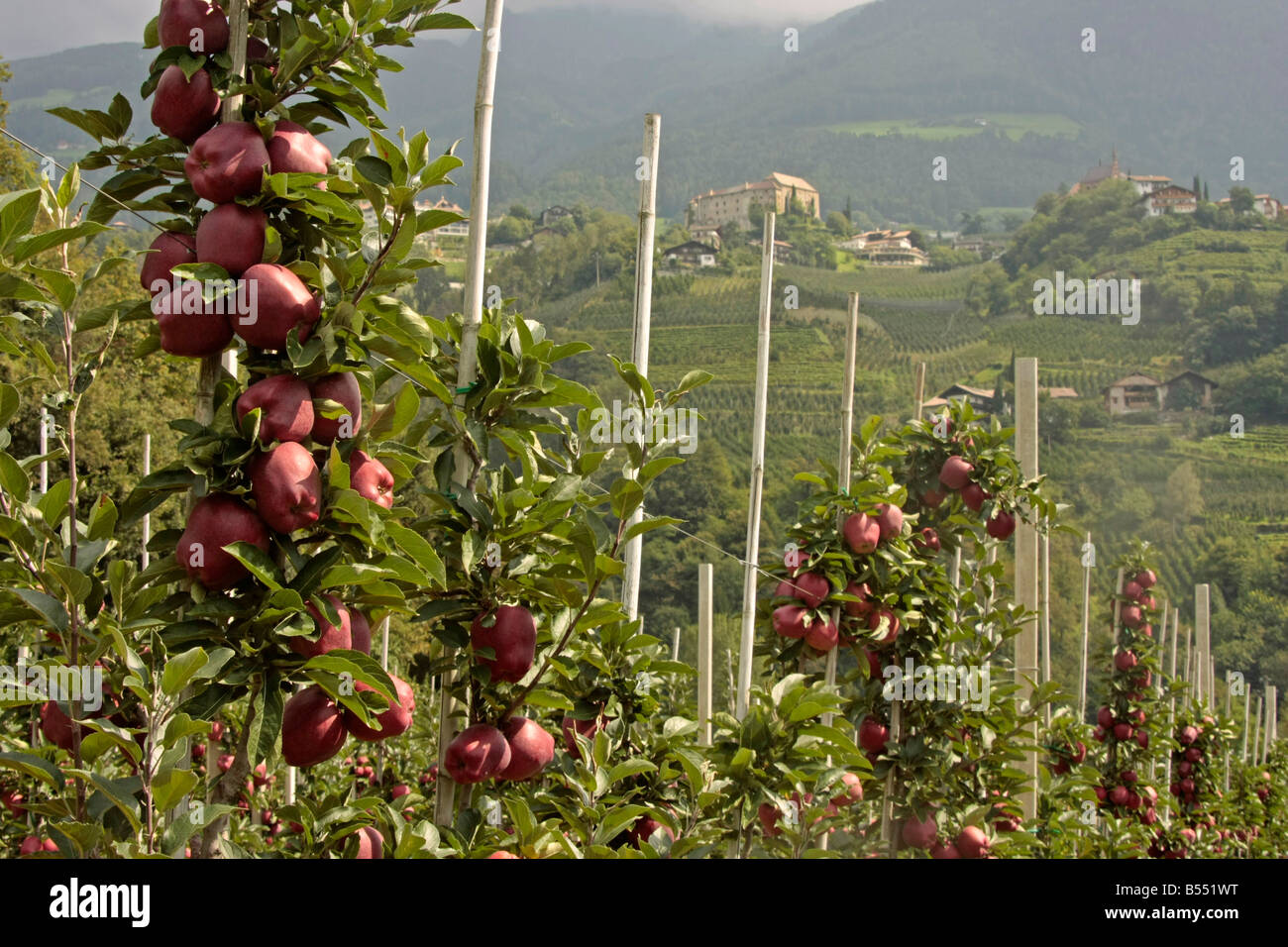 apple plantation in Schenna near Meran South Tyrol Italy Stock Photo ...